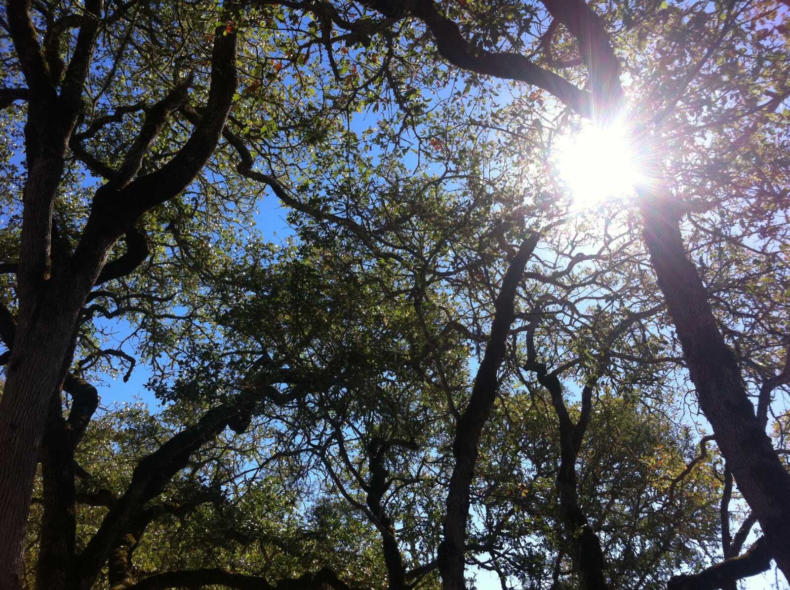 Oak Tree Wallpapers (58 images) - WallpaperCat