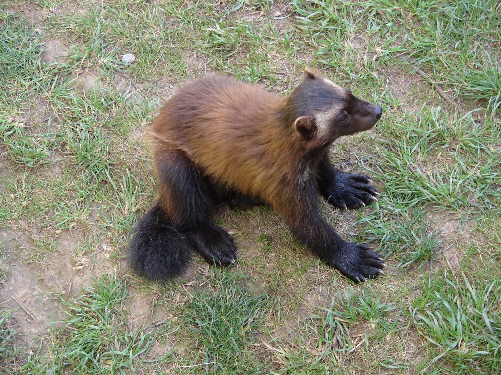 Wolverine (Animal) Wallpapers (28 images) - WallpaperCat