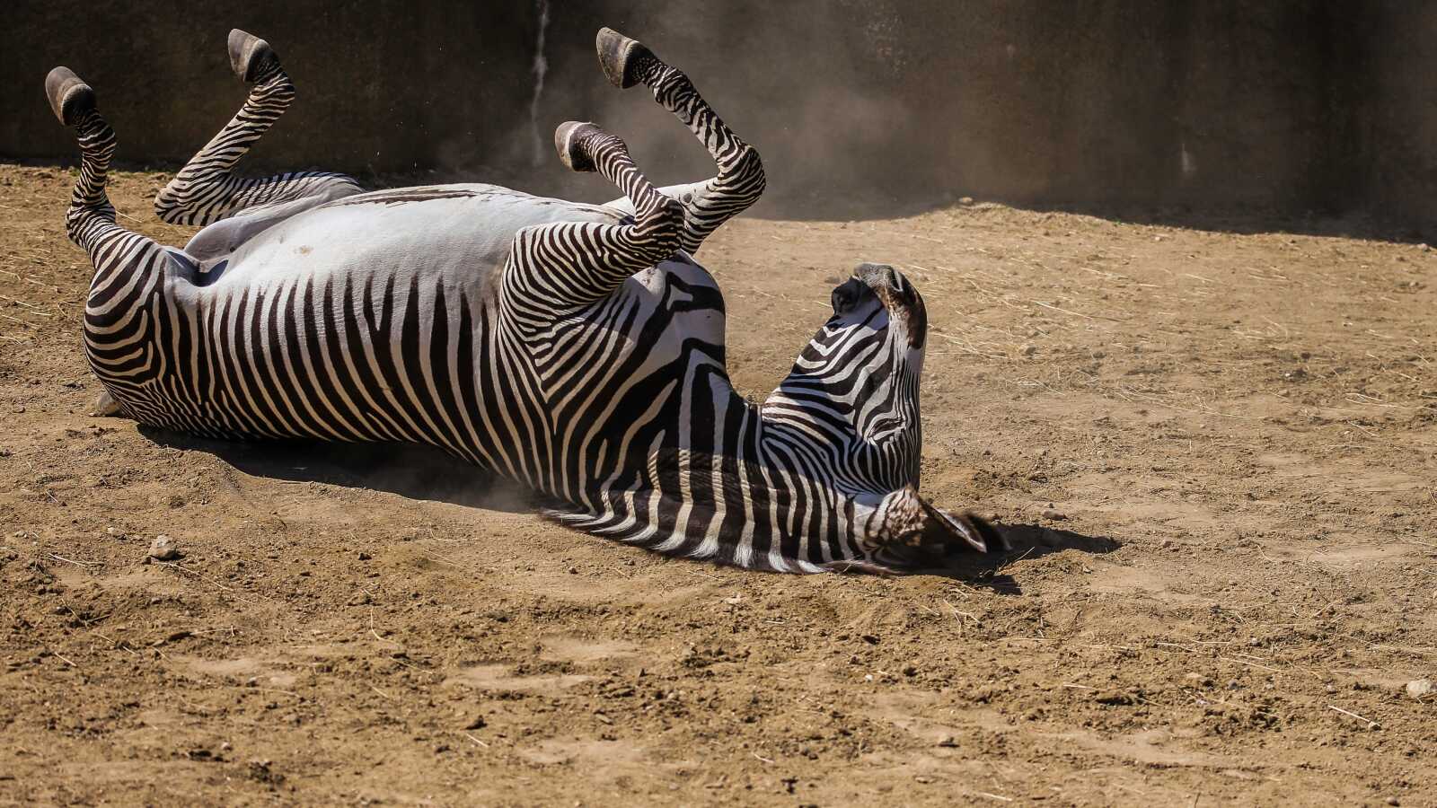 Zebra Wallpapers (48 images) - WallpaperCat