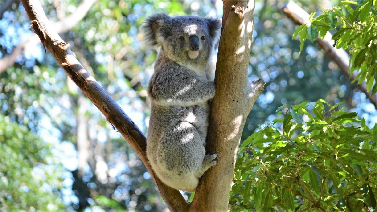 Koala Wallpapers (86 images) - WallpaperCat