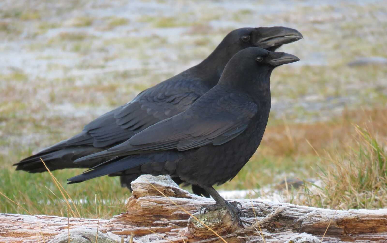 Crow Wallpapers (39 images) - WallpaperCat