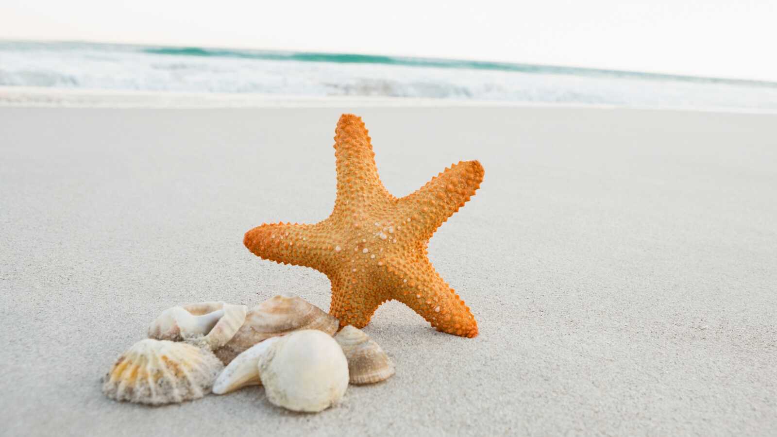 Starfish Wallpapers (62 images) - WallpaperCat