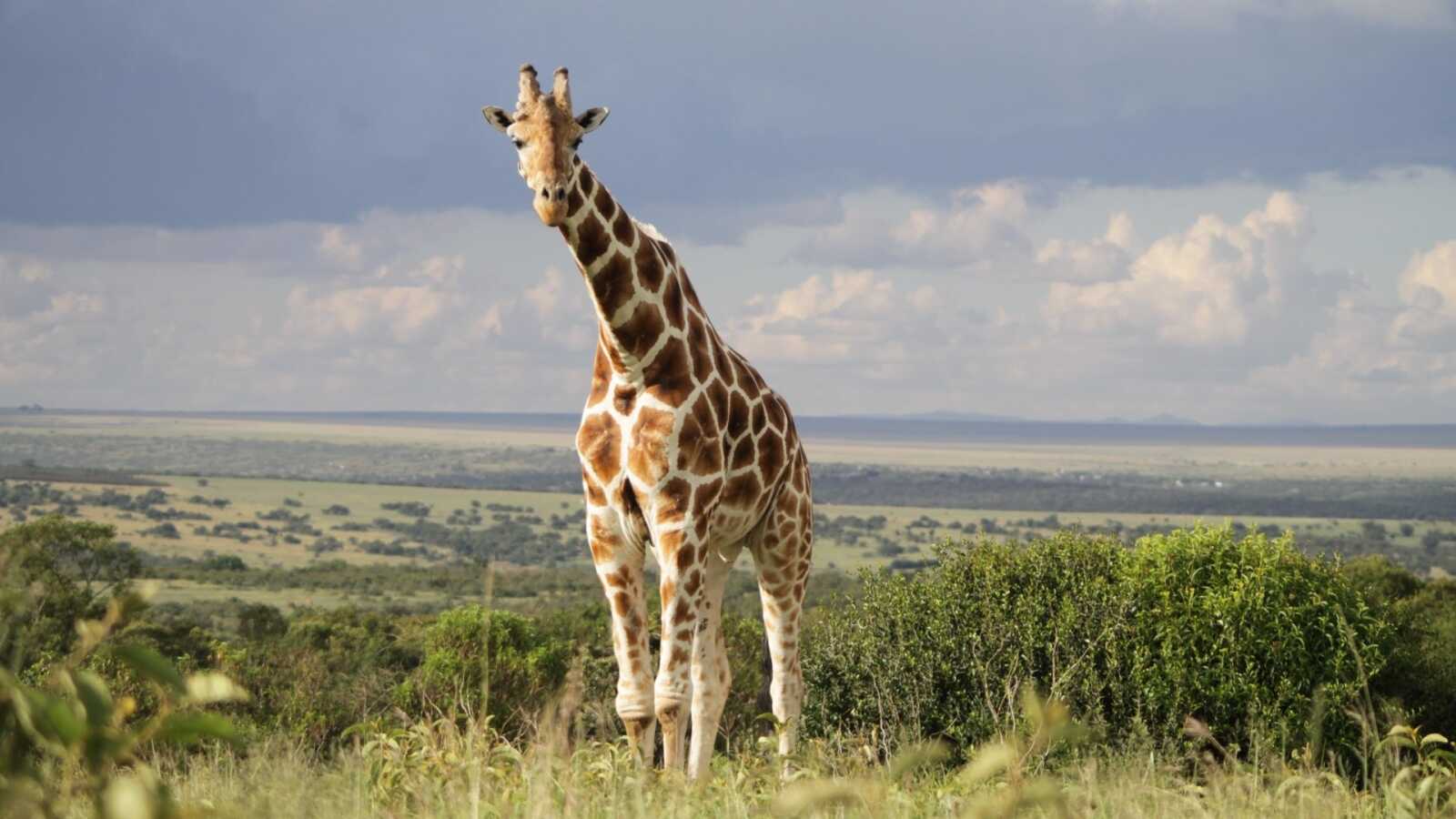 Uganda Wallpapers (30 images) - WallpaperCat
