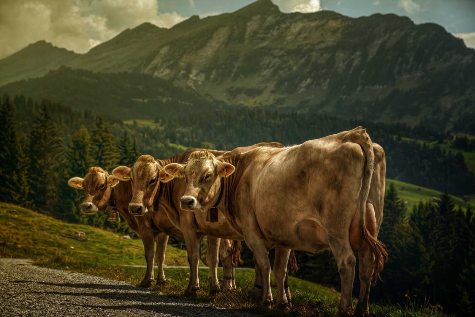Cow Wallpapers (58 images) - WallpaperCat