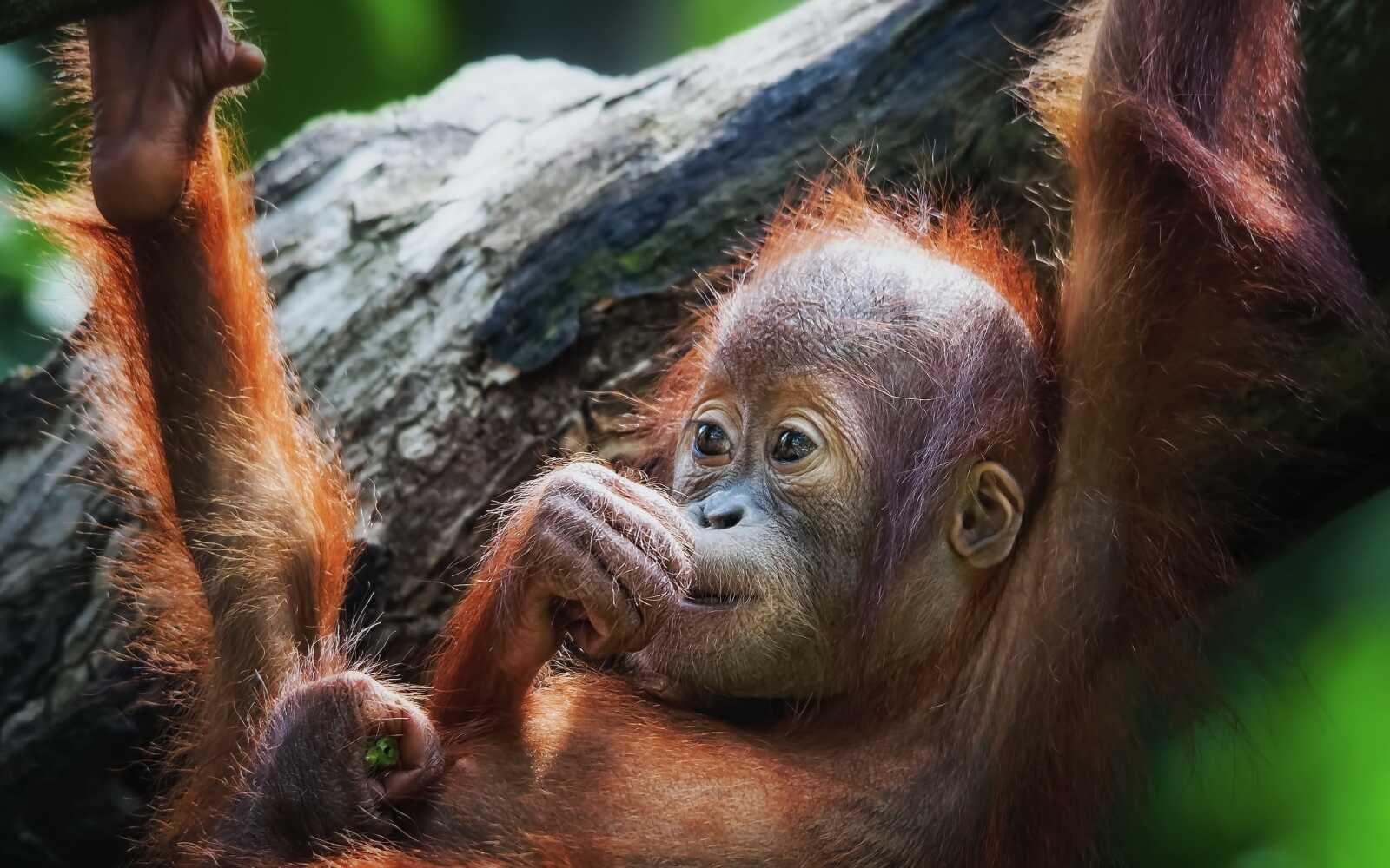 Orangutan Wallpapers (61 images) - WallpaperCat