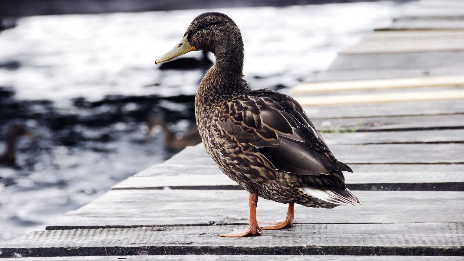 Duck Wallpapers (58 images) - WallpaperCat