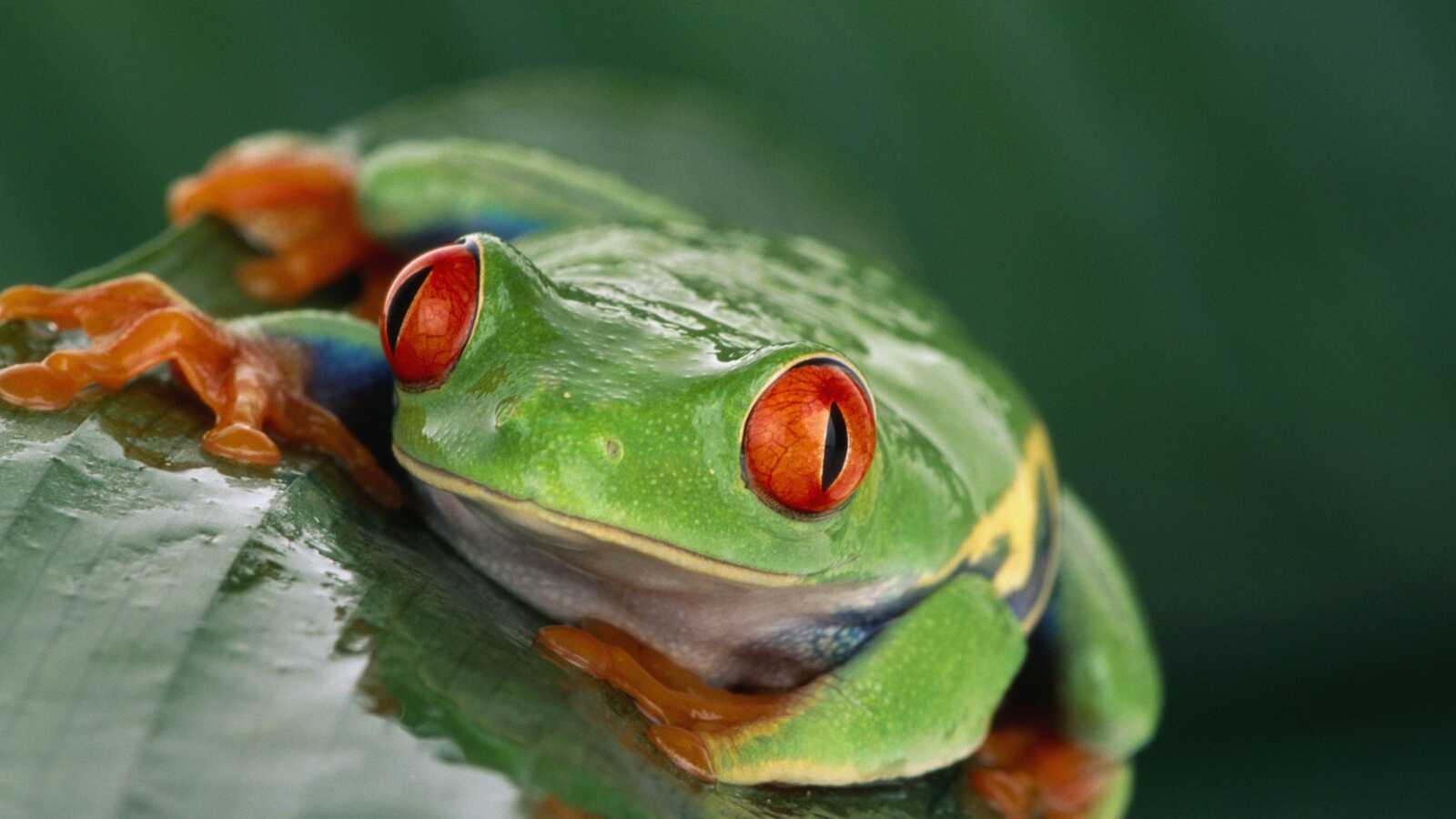 Frog Wallpapers (58 images) - WallpaperCat