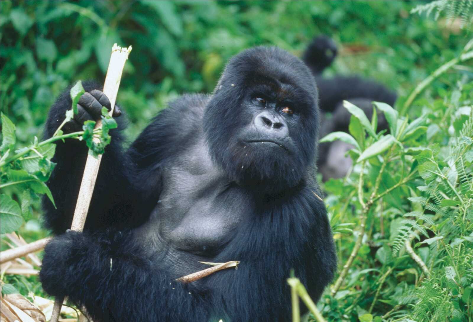 Gorilla Wallpapers (52 images) - WallpaperCat