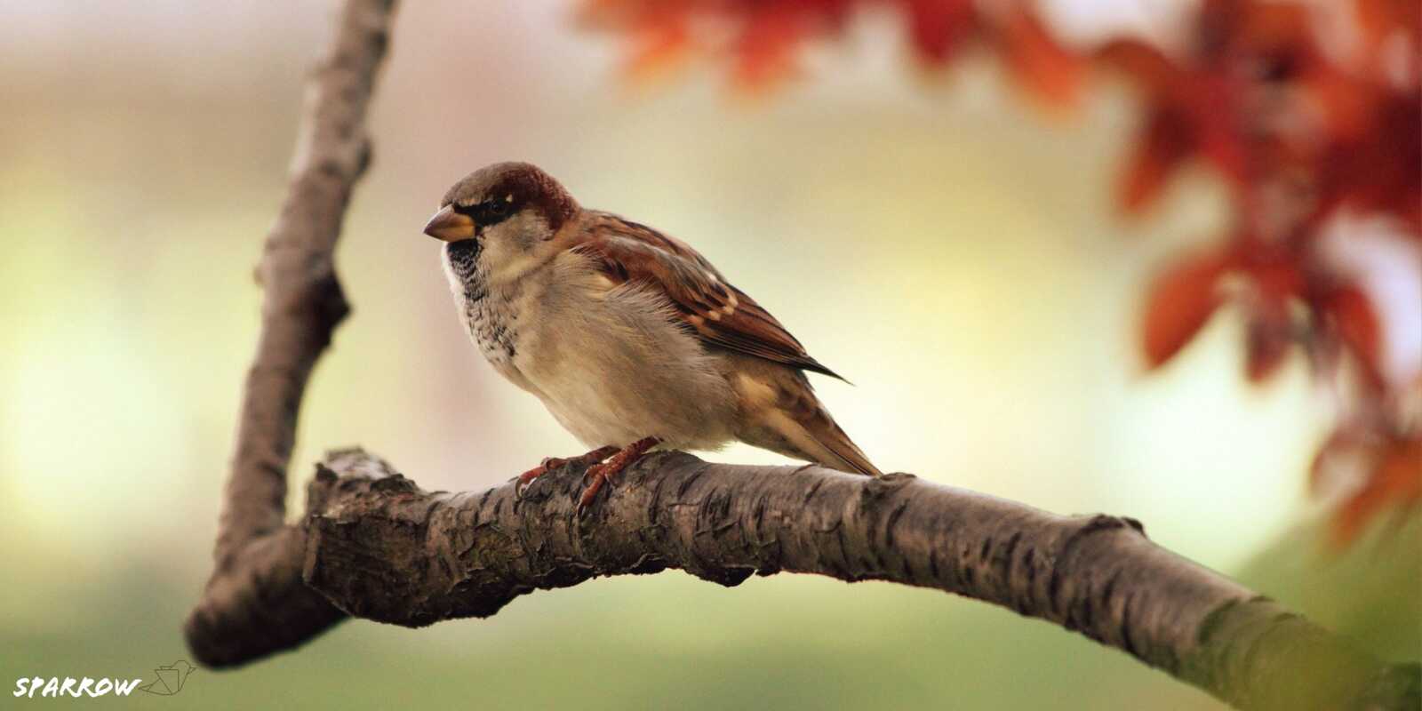 Sparrow (Bird) Wallpapers (46 images) - WallpaperCat