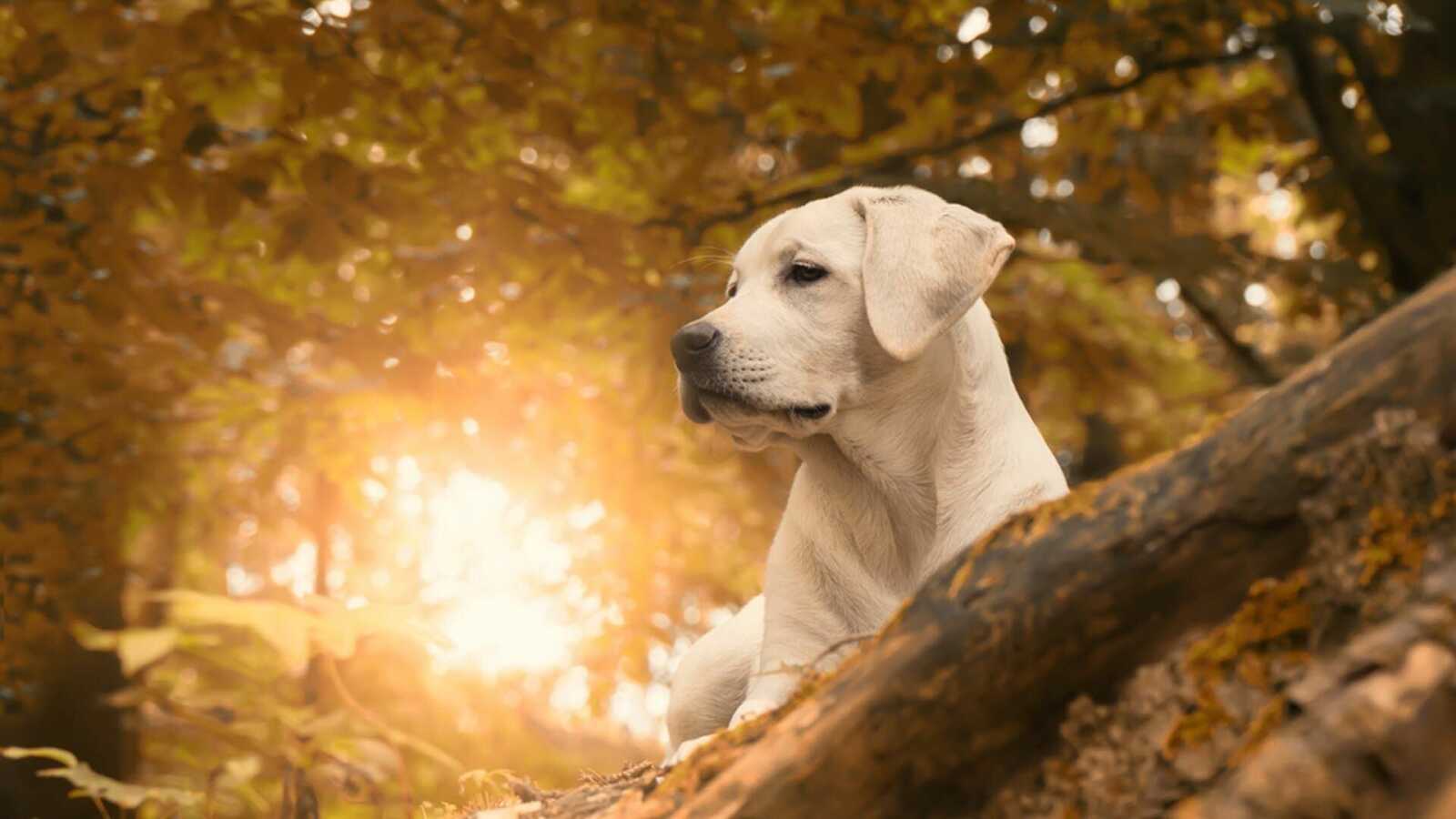 Labrador Retriever Wallpapers (84 images) - WallpaperCat
