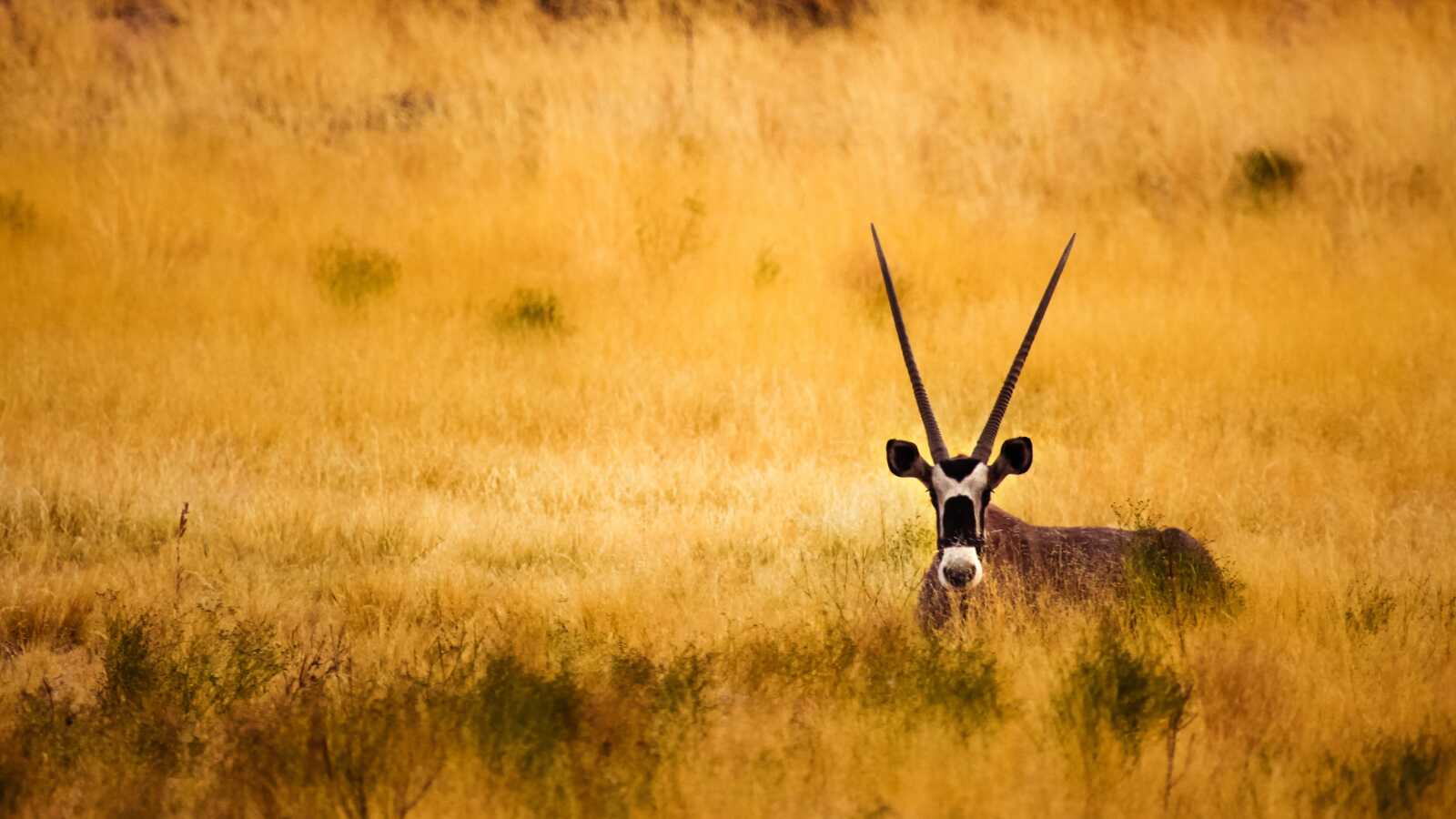 Antelope Wallpapers (34 images) - WallpaperCat