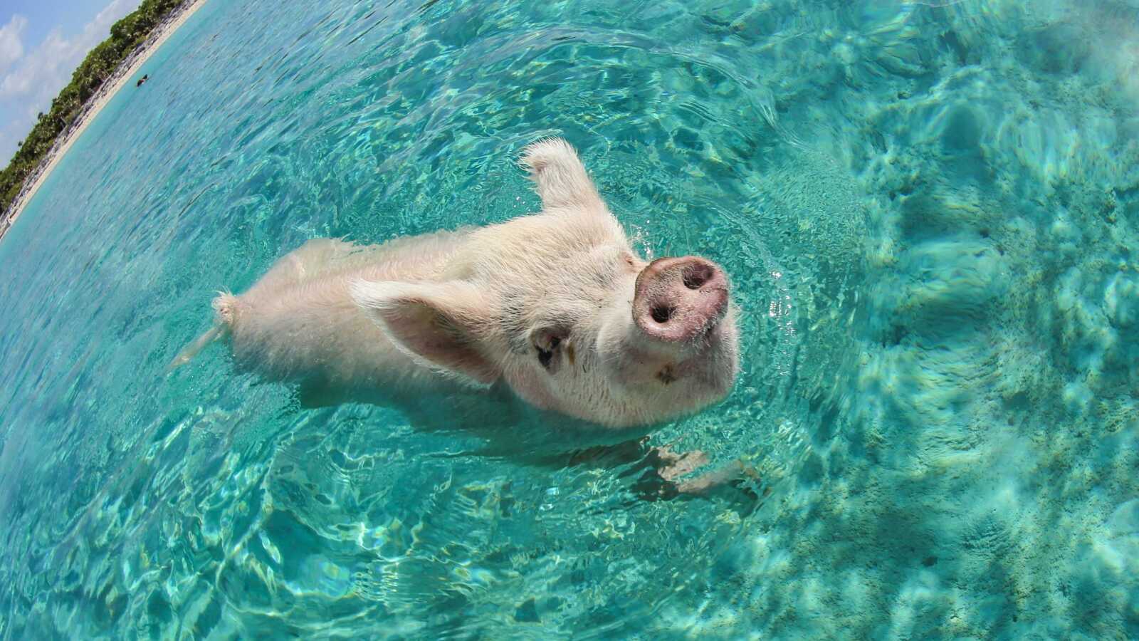 Pig Wallpapers (45 images) - WallpaperCat