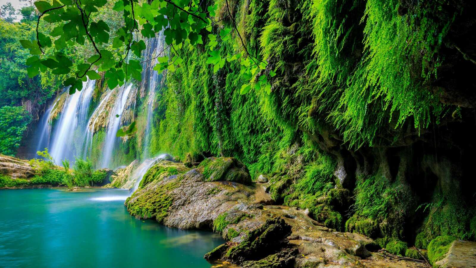 Amazon Rain Forest Wallpapers (57 images) - WallpaperCat