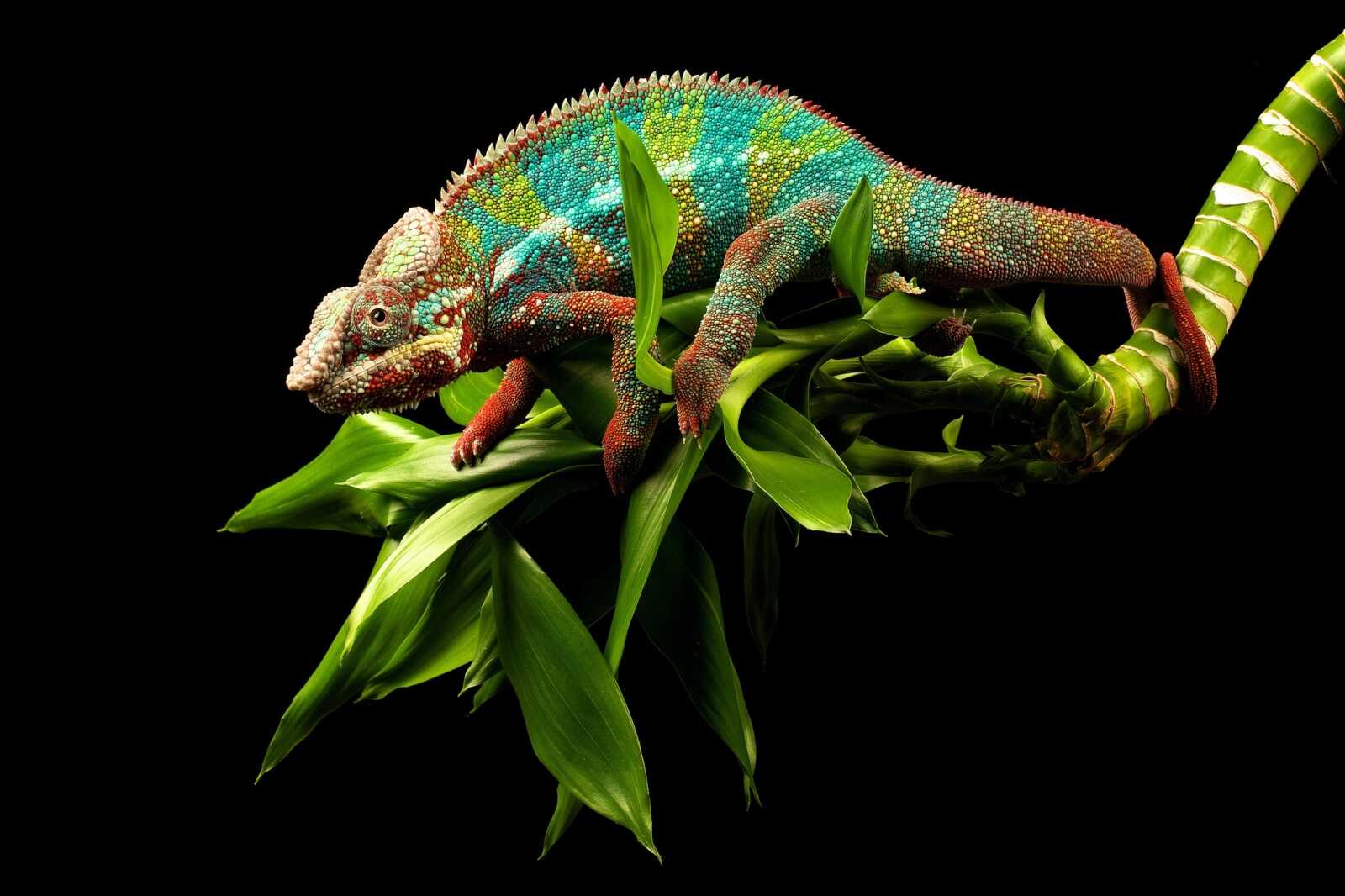 Lizard Wallpapers (56 images) - WallpaperCat