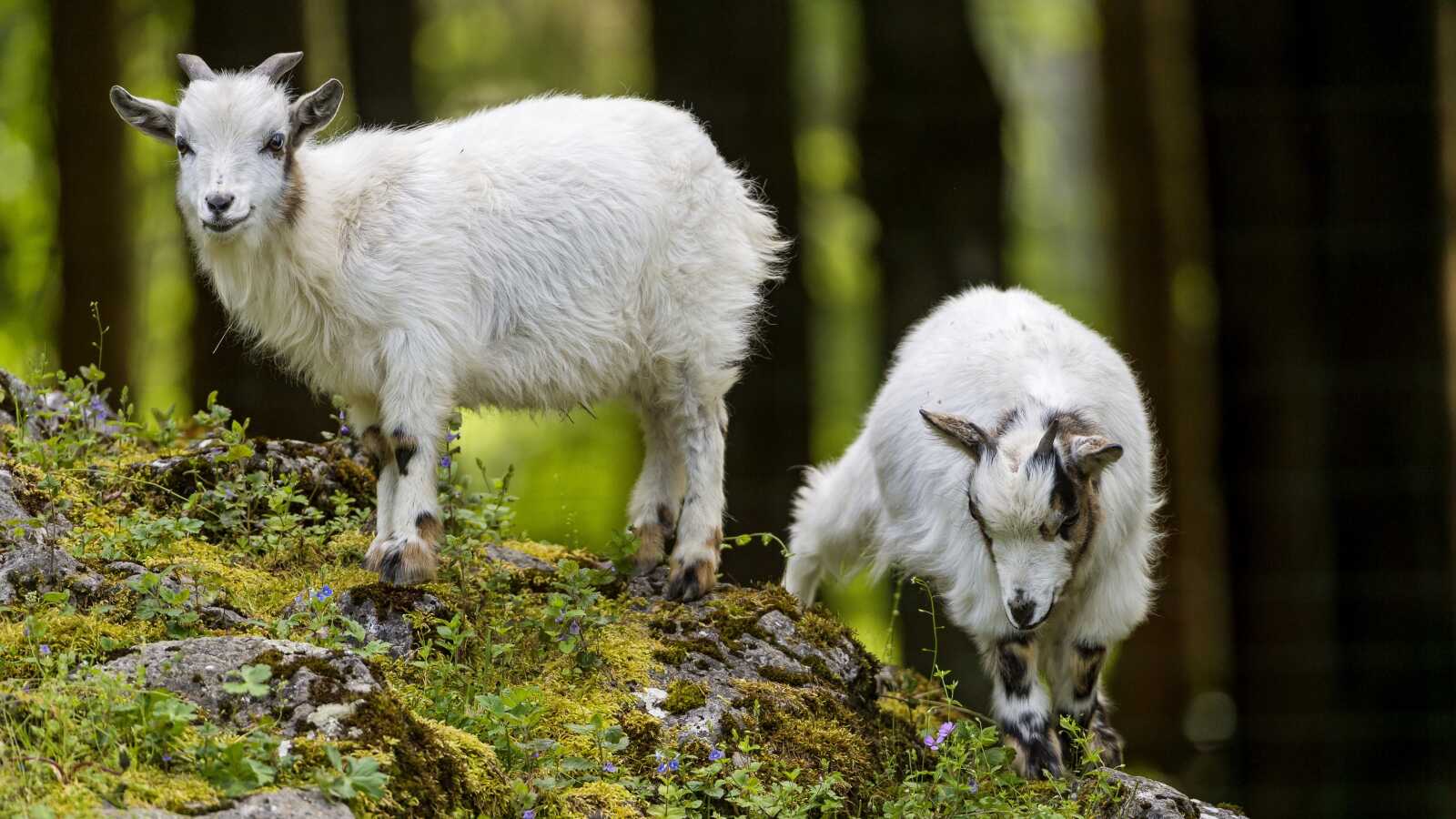 Goat Wallpapers (47 images) - WallpaperCat