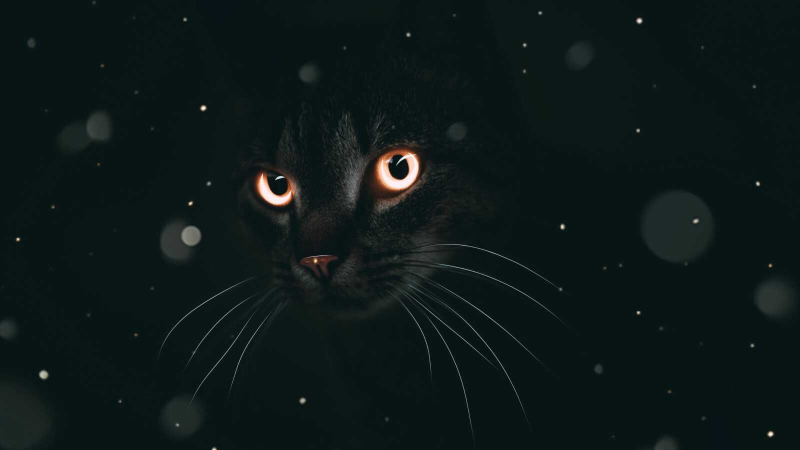 Cat Wallpapers (148 images) - WallpaperCat
