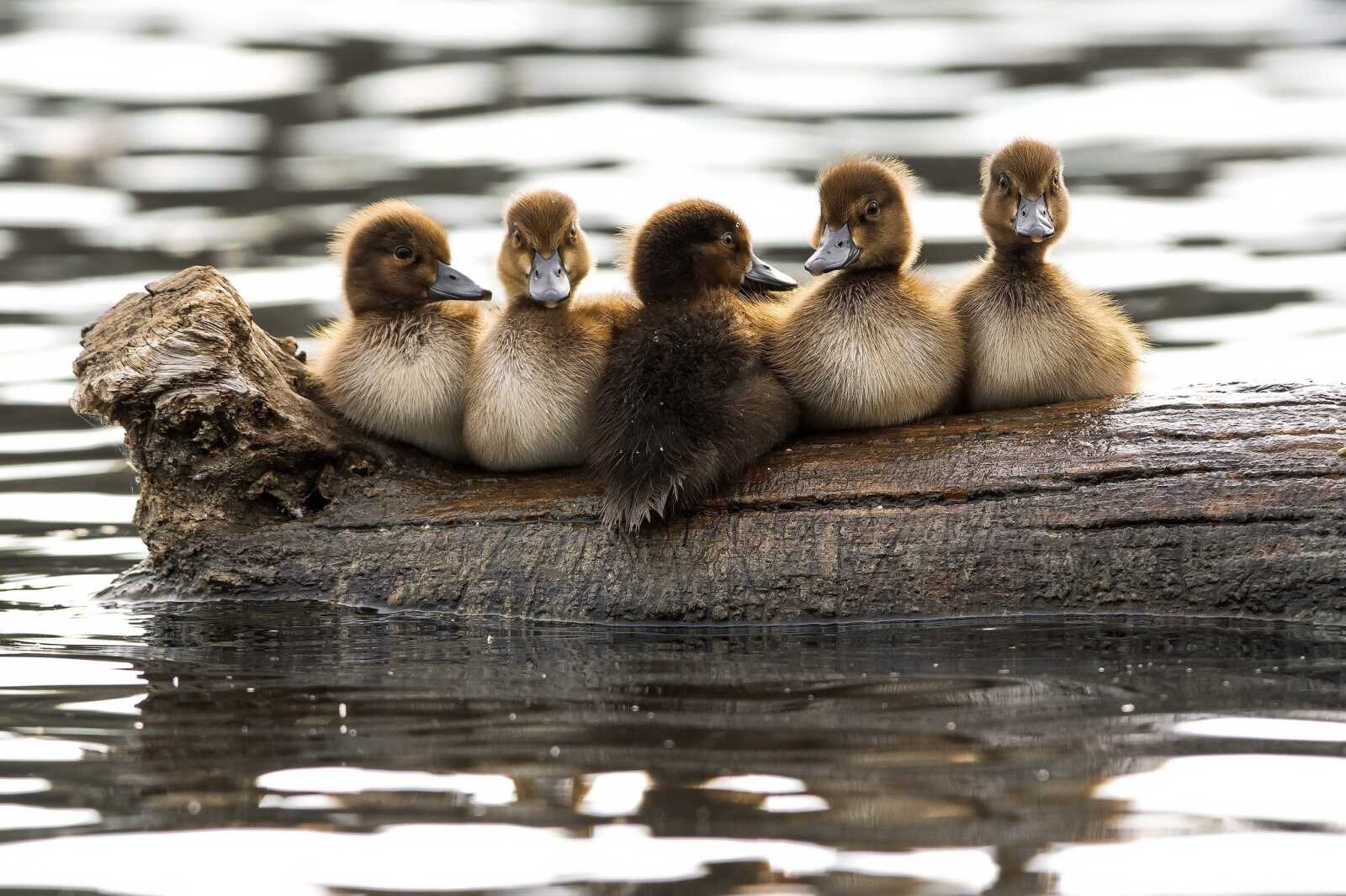 Duck Wallpapers (58 images) - WallpaperCat