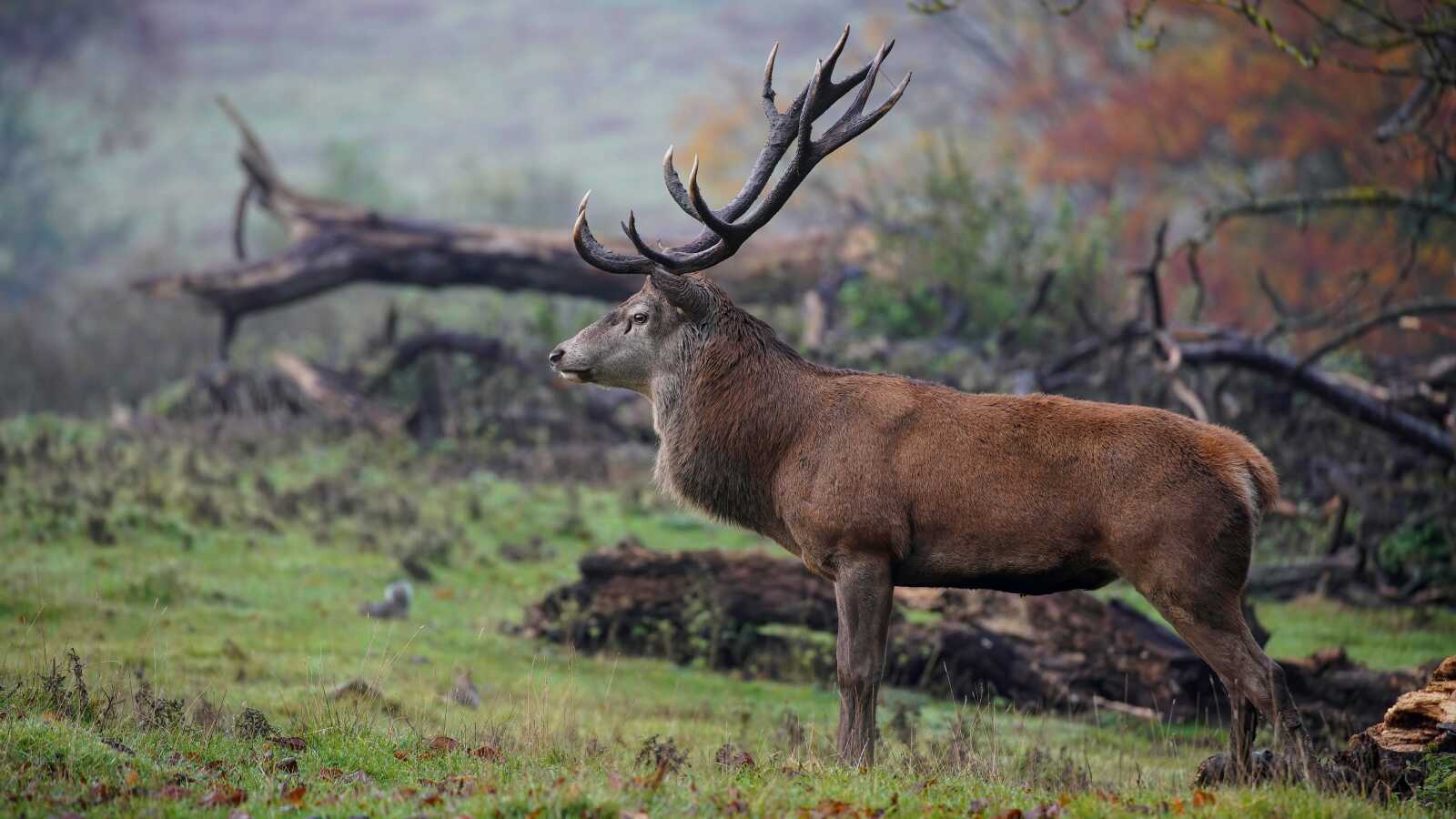 Deer Wallpapers (56 images) - WallpaperCat