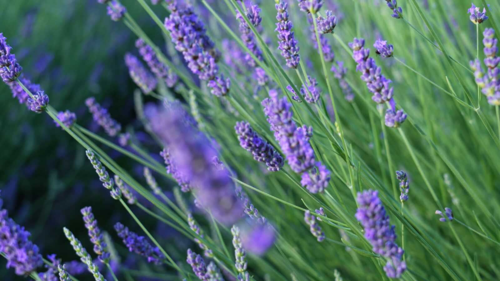 Lavender Wallpapers (97 images) - WallpaperCat