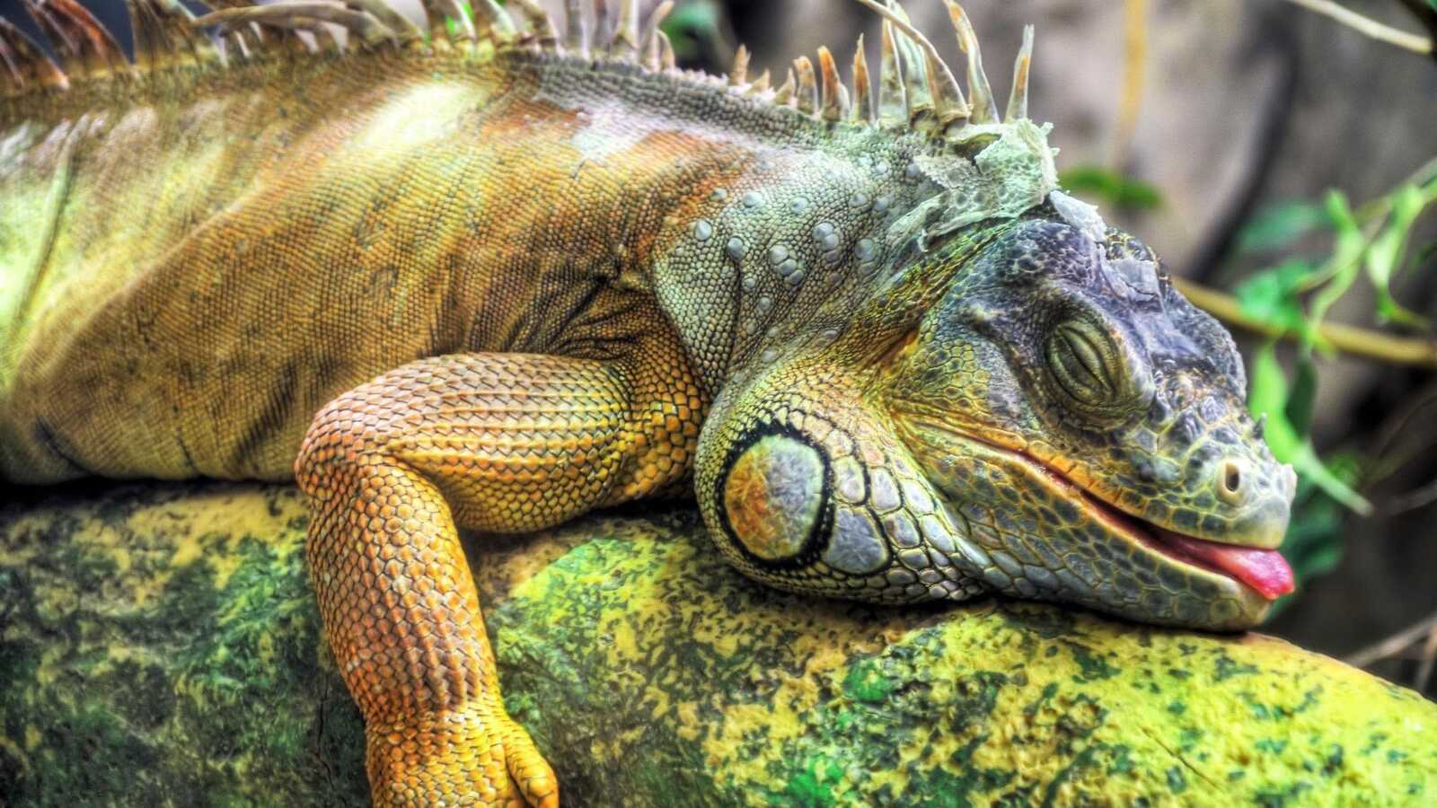 Lizard Wallpapers (56 images) - WallpaperCat