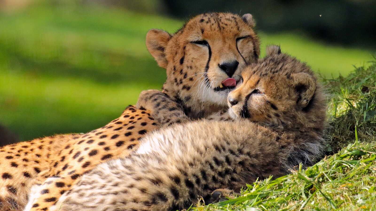 Animal Cubs Wallpapers (50 images) - WallpaperCat