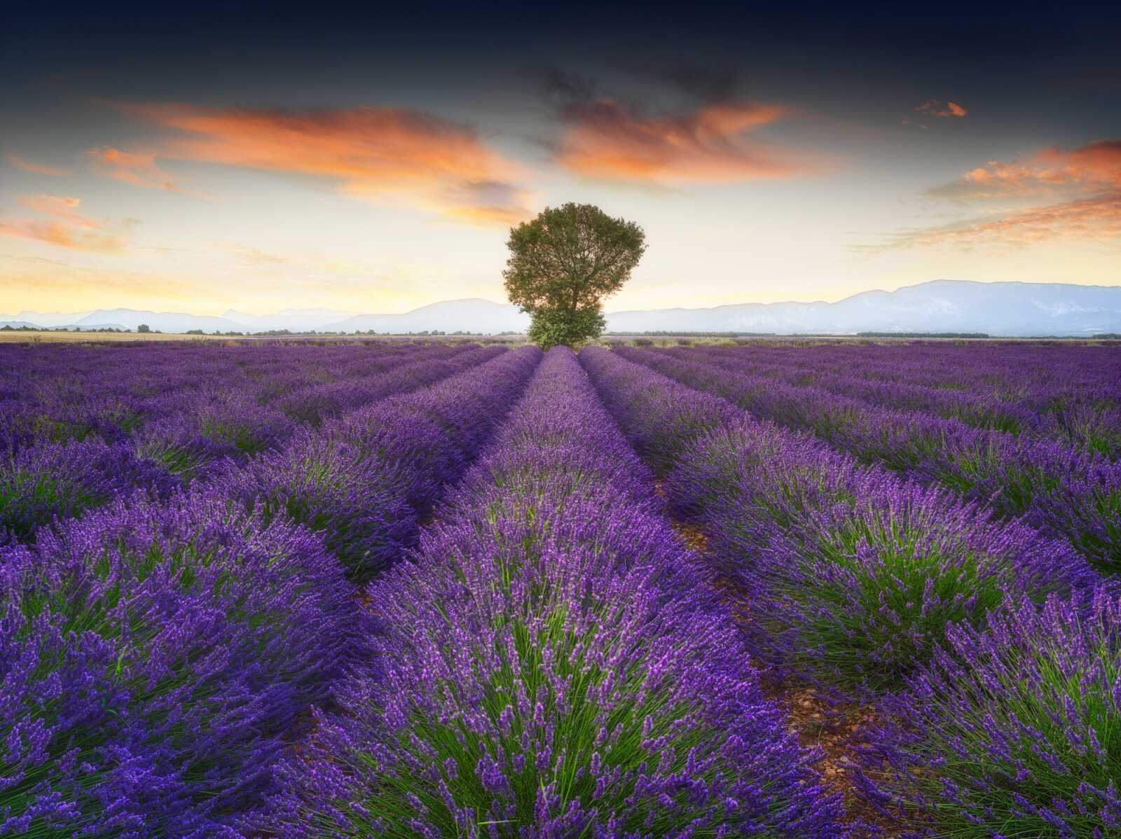 Lavender Wallpapers (97 images) - WallpaperCat