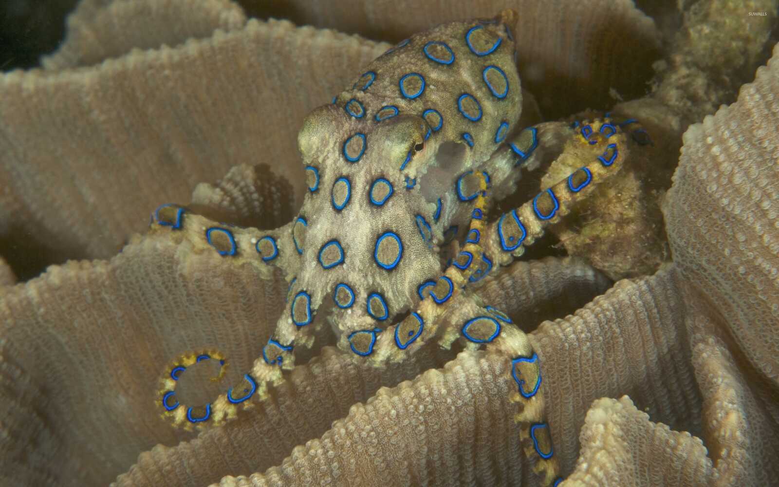 Octopus Wallpapers (24 images) - WallpaperCat