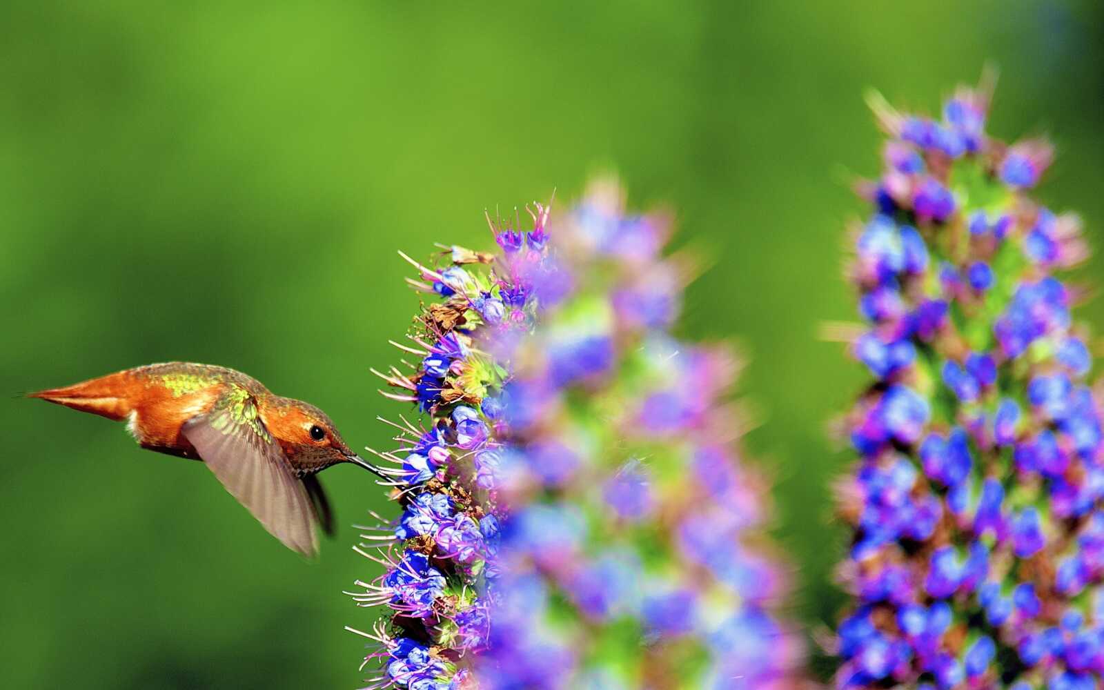 Hummingbird Wallpapers (51 images) - WallpaperCat