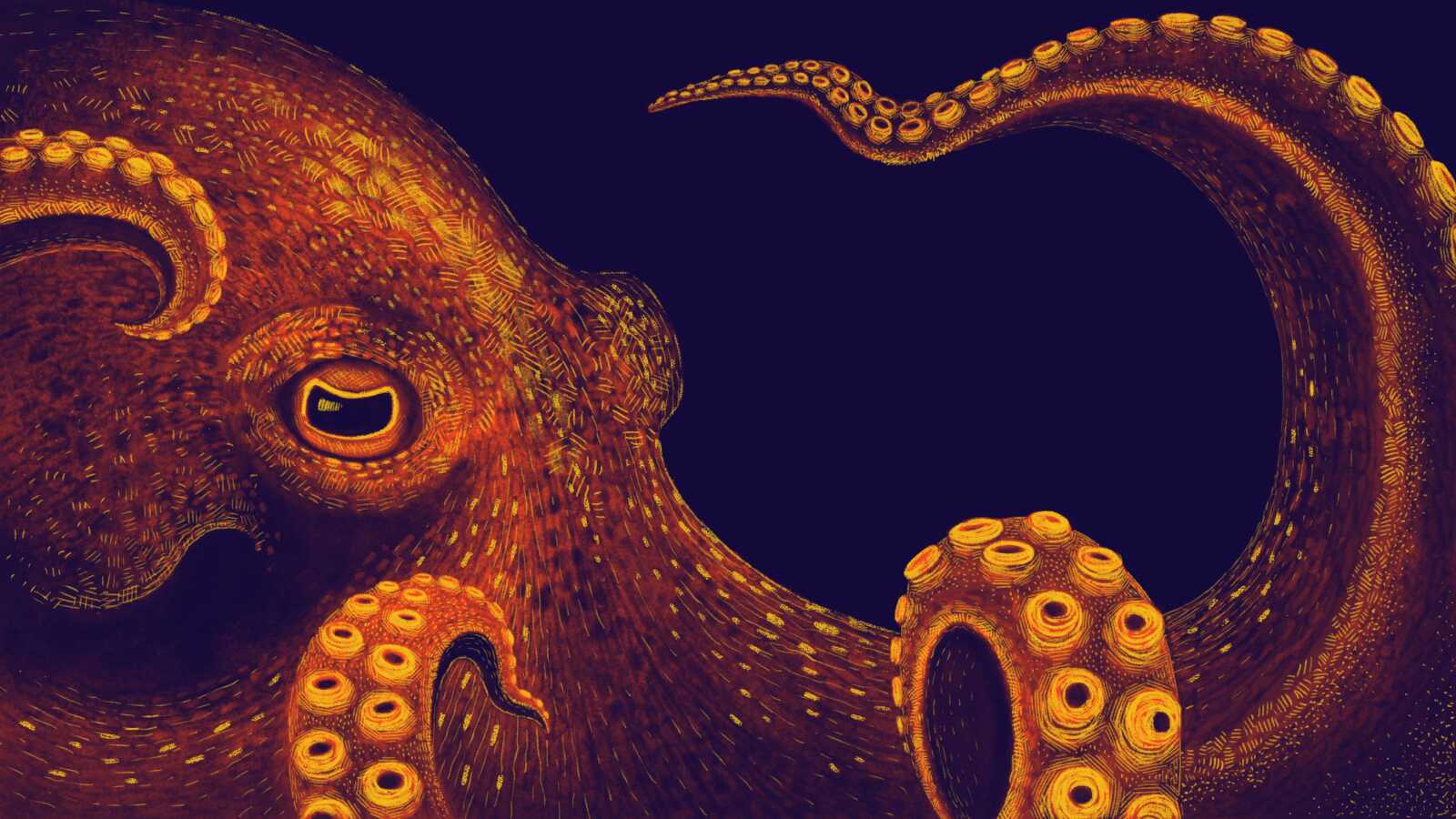 Octopus Wallpapers (24 images) - WallpaperCat