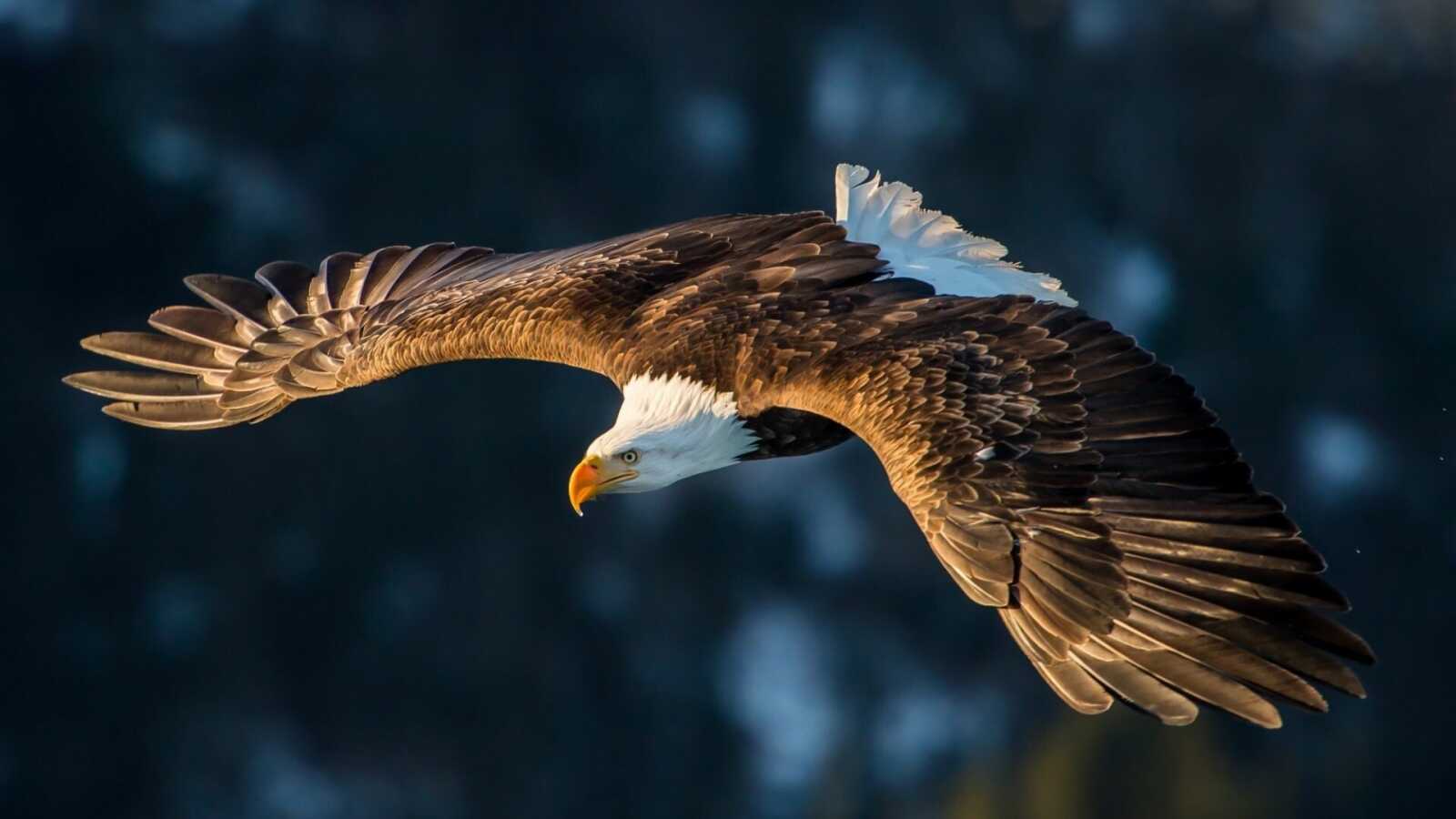 Eagle Wallpapers (47 images) - WallpaperCat