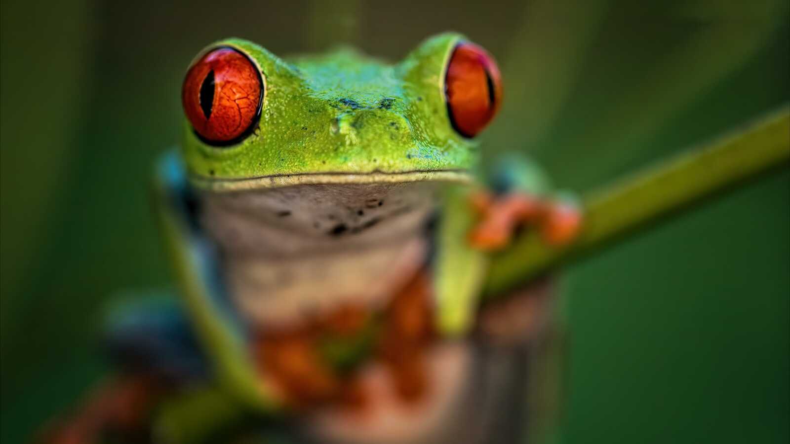 Frog Wallpapers (58 images) - WallpaperCat