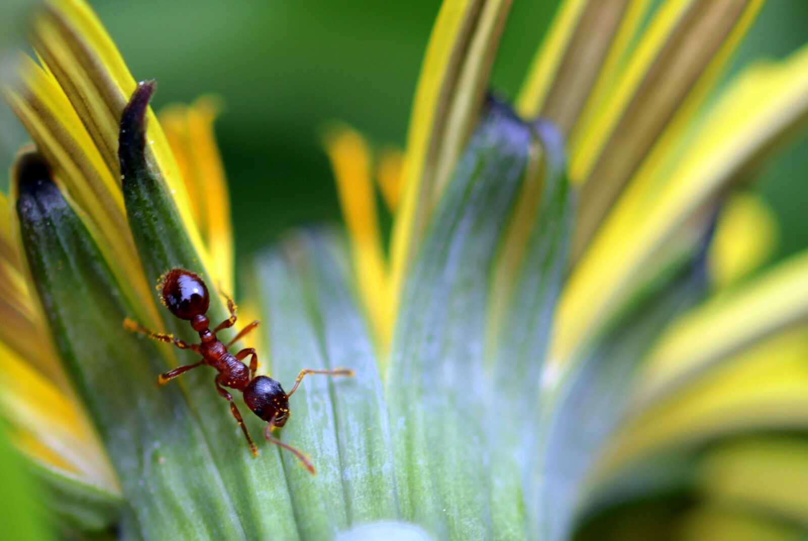 Ant Wallpapers (35 images) - WallpaperCat