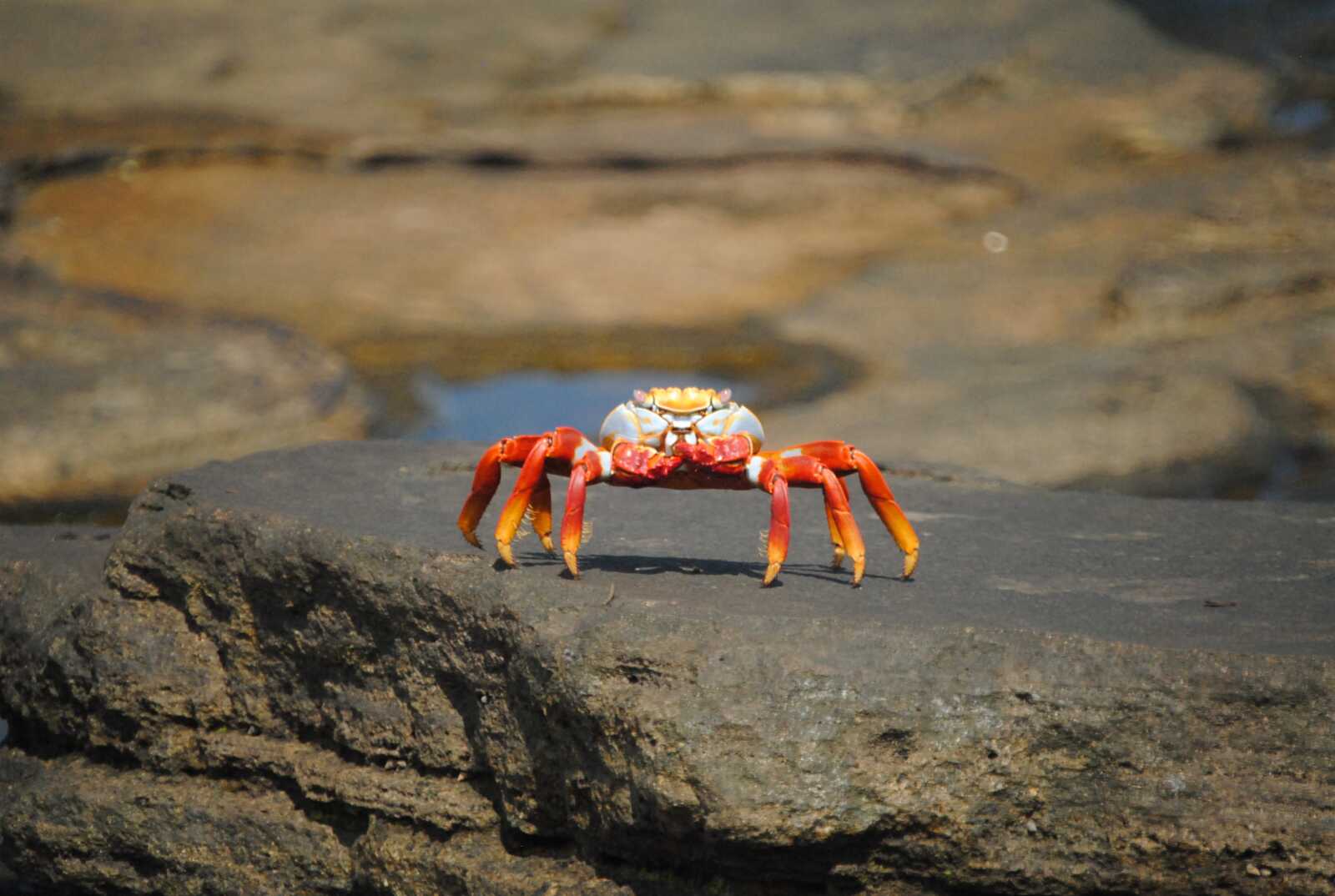 Crab Wallpapers (49 images) - WallpaperCat