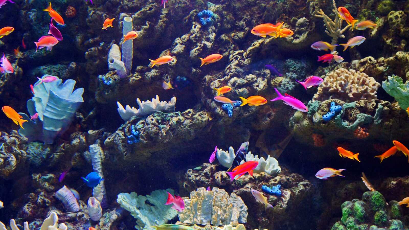 Aquarium Wallpapers (48 images) - WallpaperCat
