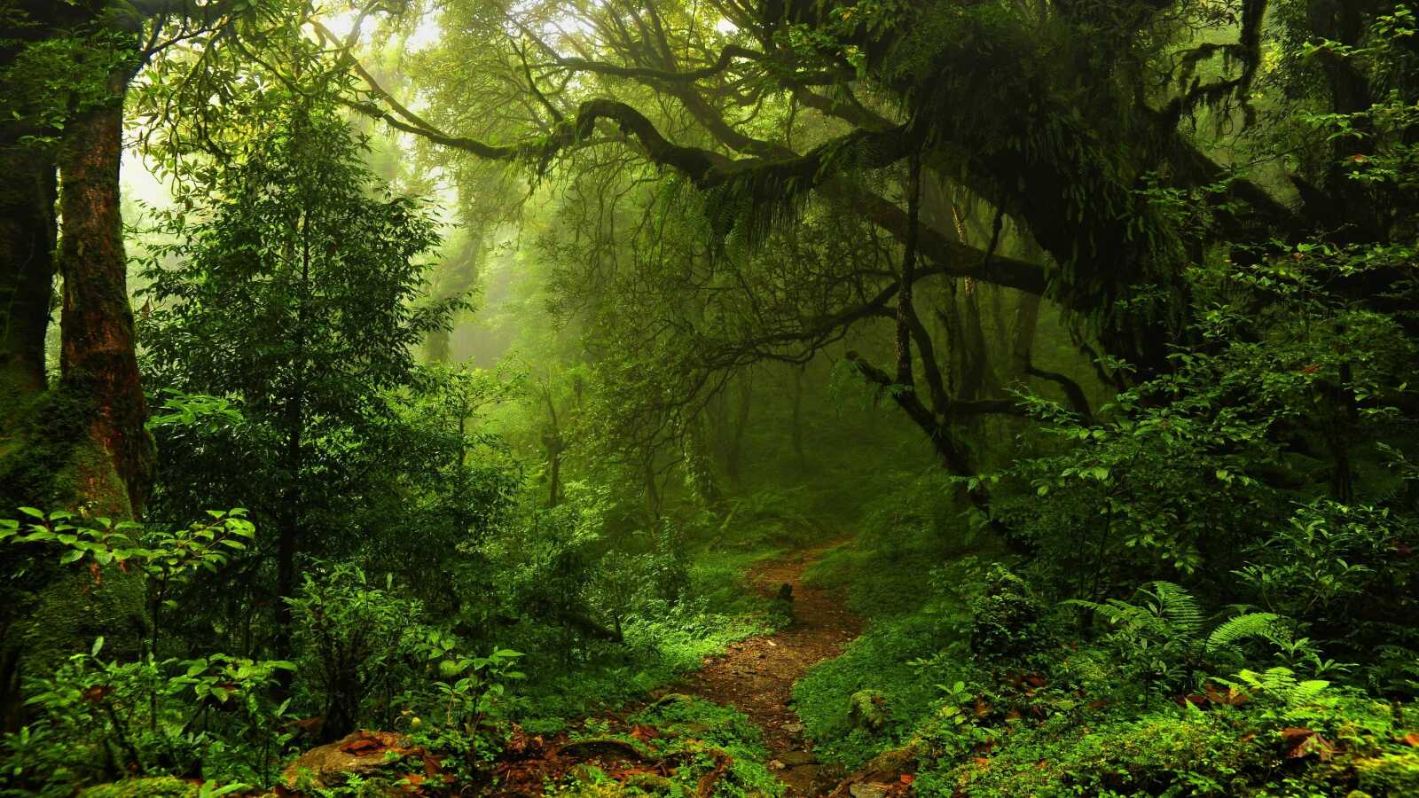 Tree Wallpapers (113 images) - WallpaperCat