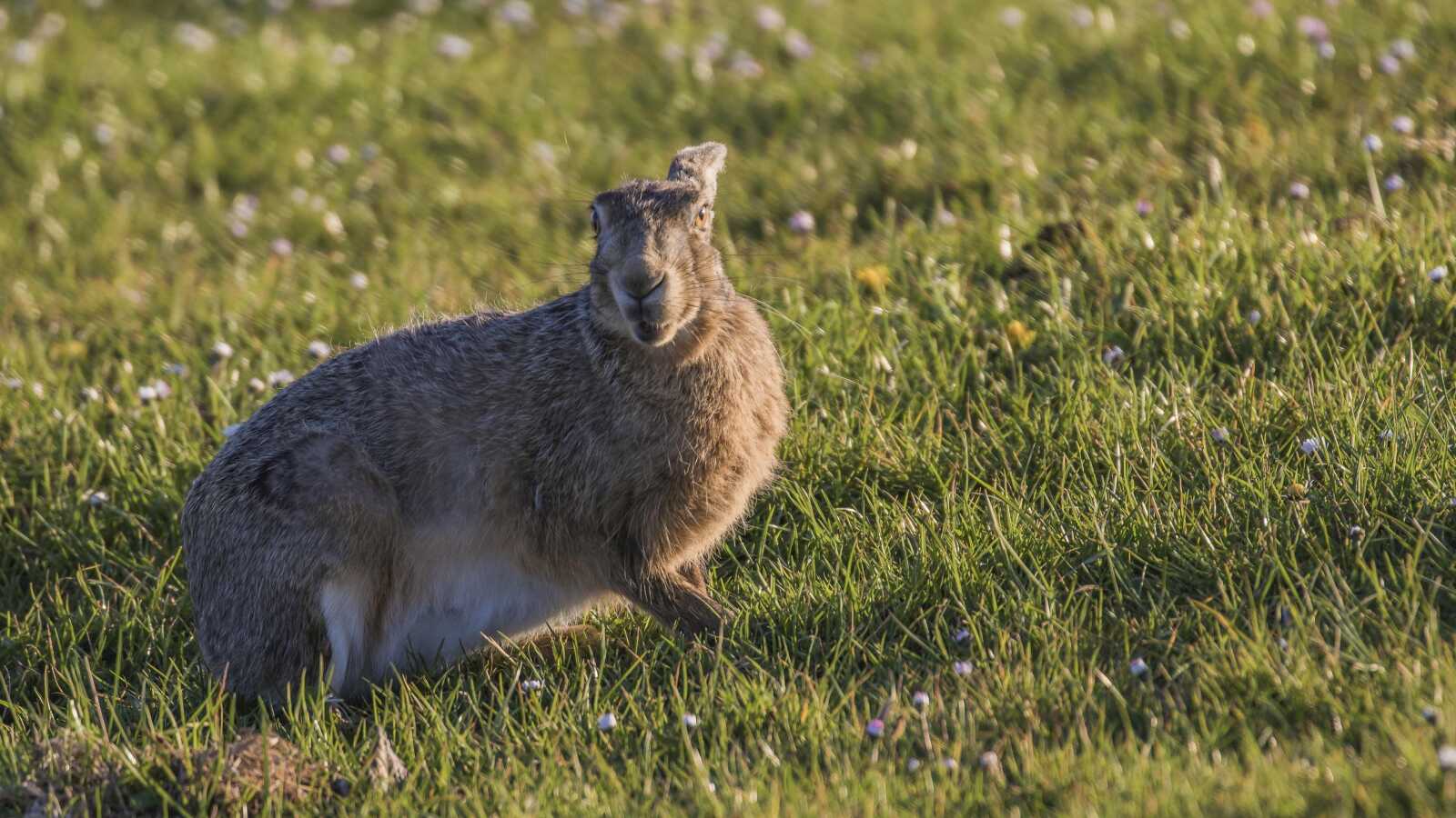 Mammals Wallpapers (50 images) - WallpaperCat