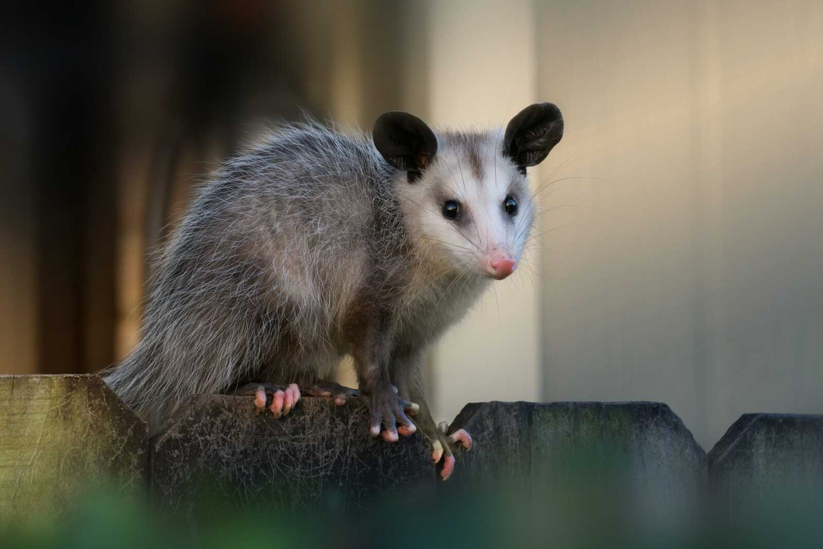 Opossum Wallpapers (38 images) - WallpaperCat