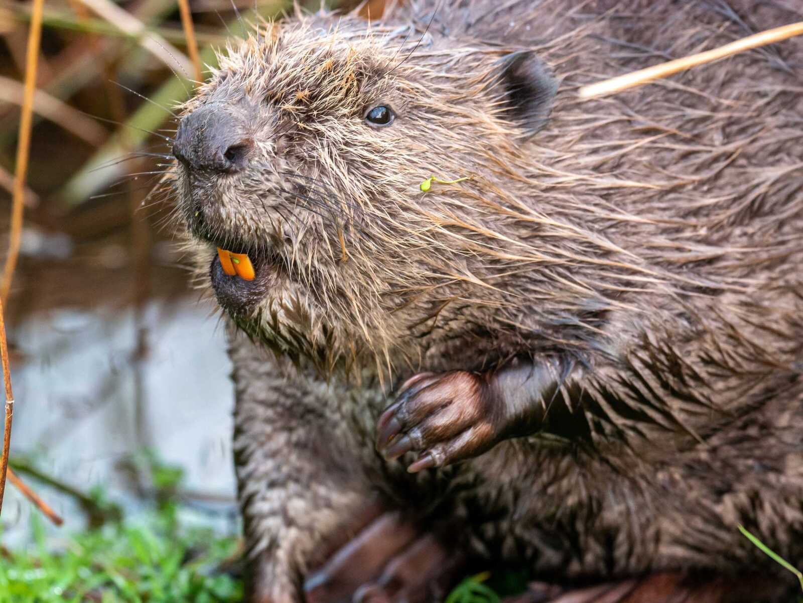 Beaver Wallpapers (43 images) - WallpaperCat