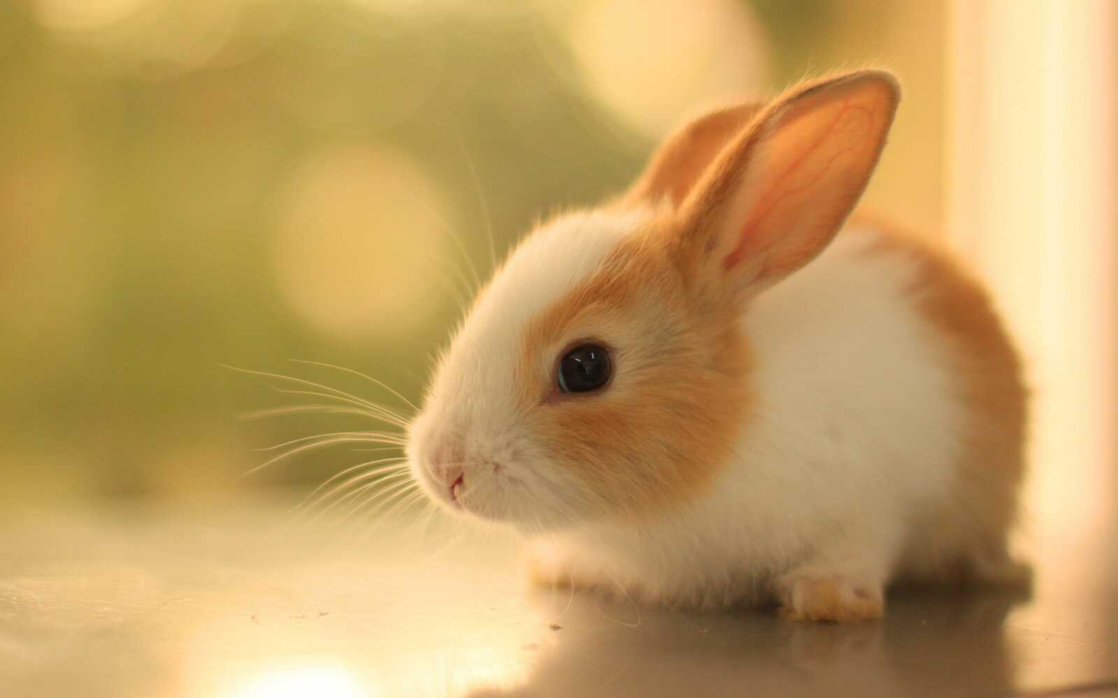 Rabbit Wallpapers (64 images) - WallpaperCat