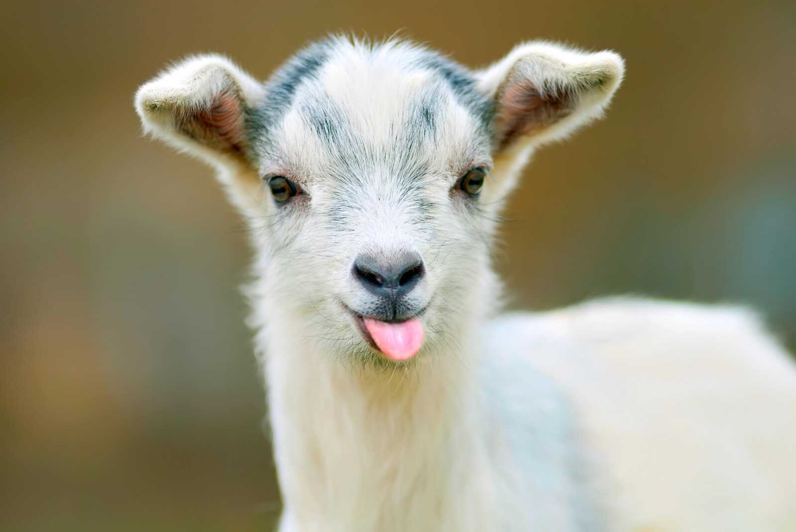 Goat Wallpapers (47 images) - WallpaperCat