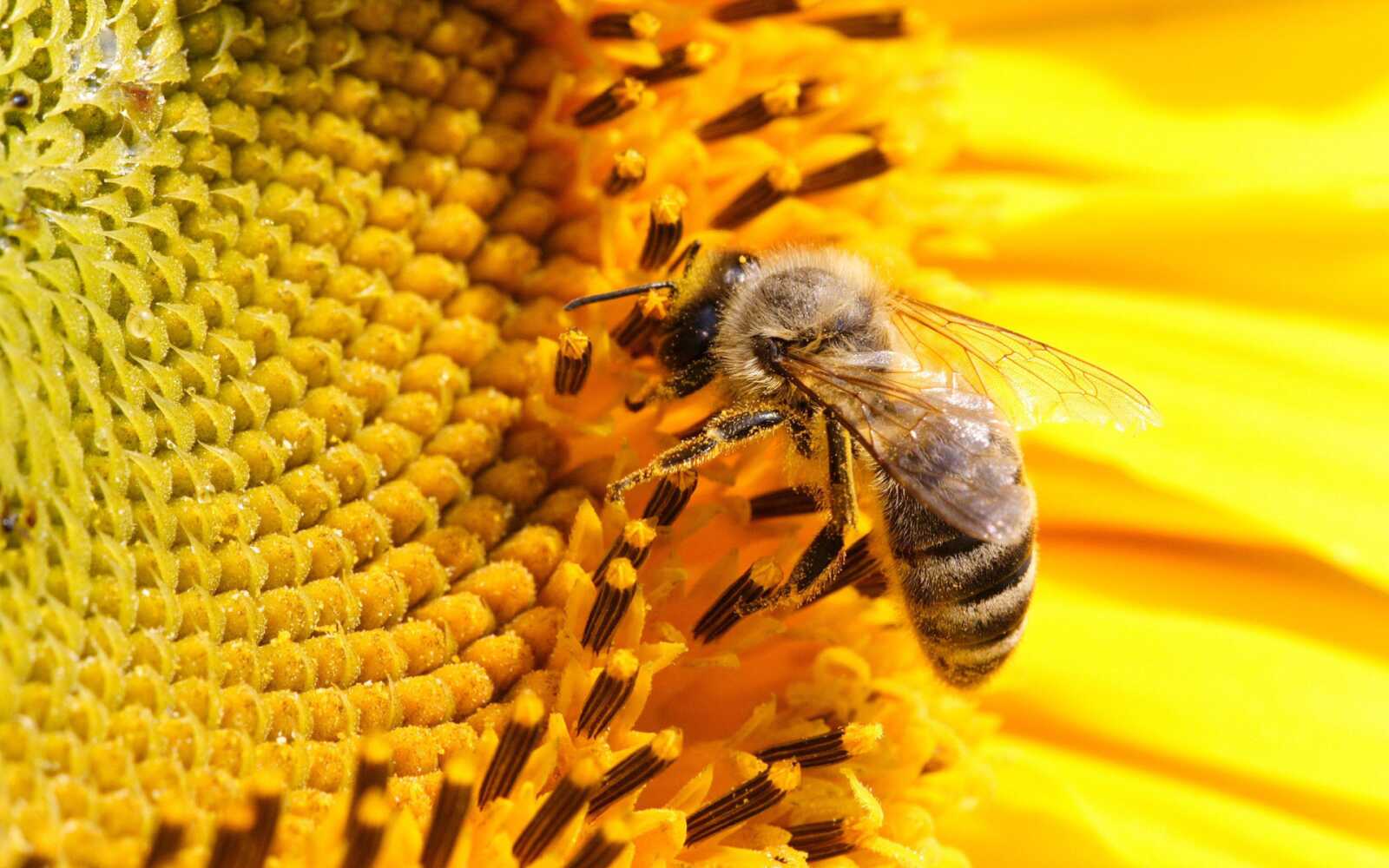 Bee Wallpapers (75 images) - WallpaperCat
