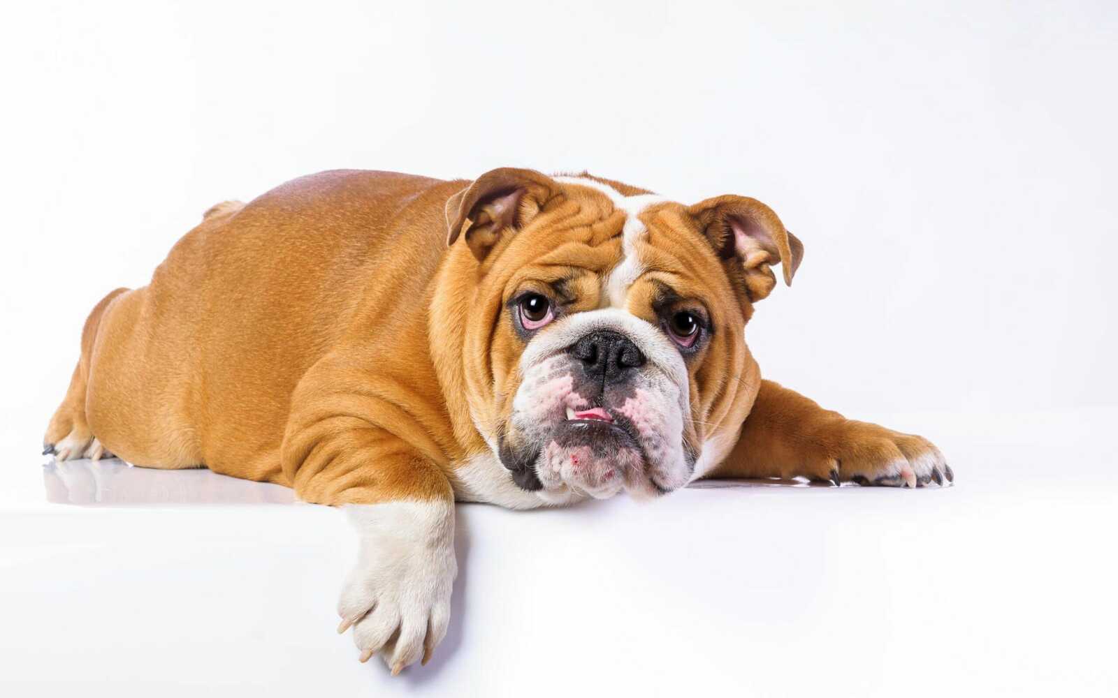Bulldog Wallpapers (42 images) - WallpaperCat