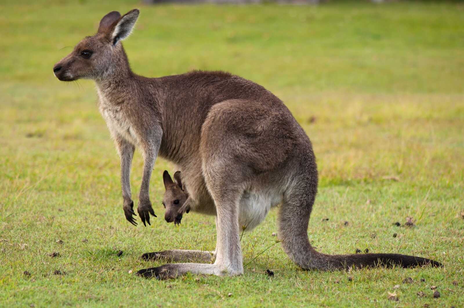 Kangaroo Wallpapers (37 images) - WallpaperCat
