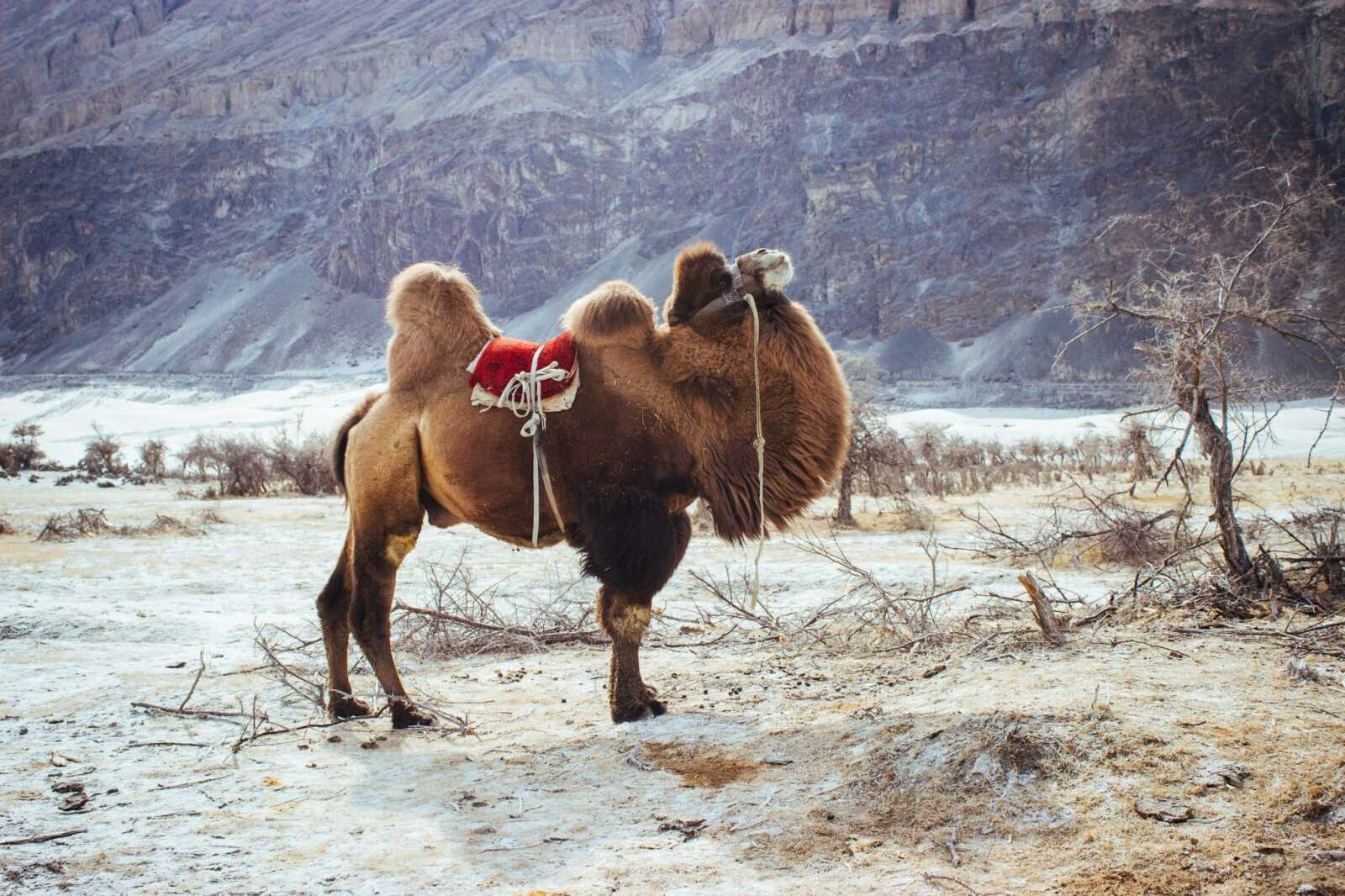 Camel Wallpapers (47 images) - WallpaperCat