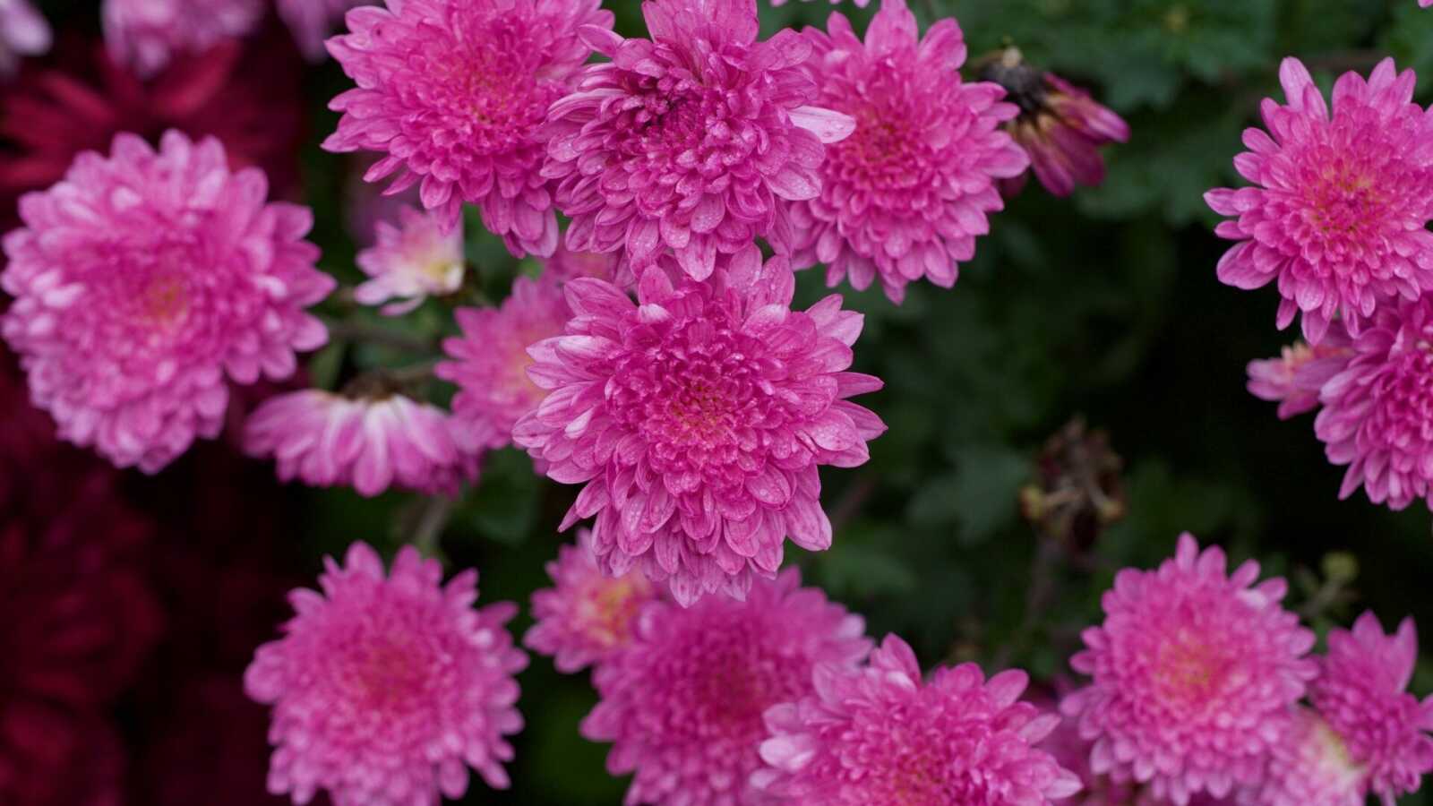Chrysanthemum Wallpapers (81 images) - WallpaperCat