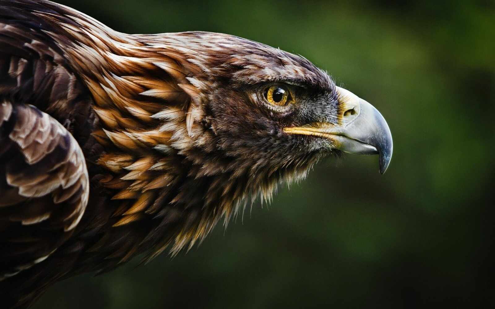 Eagle Wallpapers (47 images) - WallpaperCat