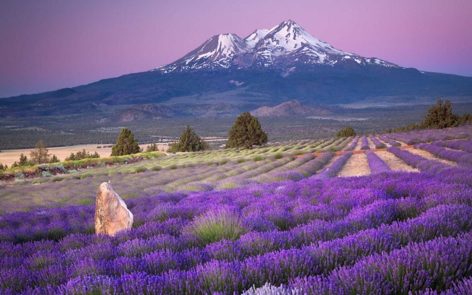 Lavender Wallpapers (97 images) - WallpaperCat