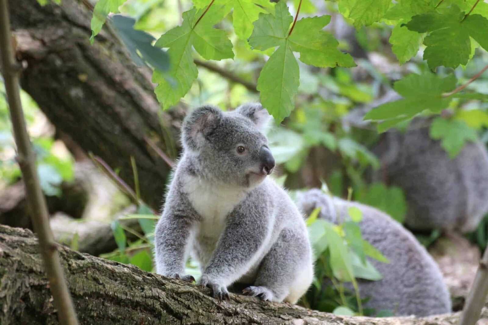 Koala Wallpapers (86 images) - WallpaperCat