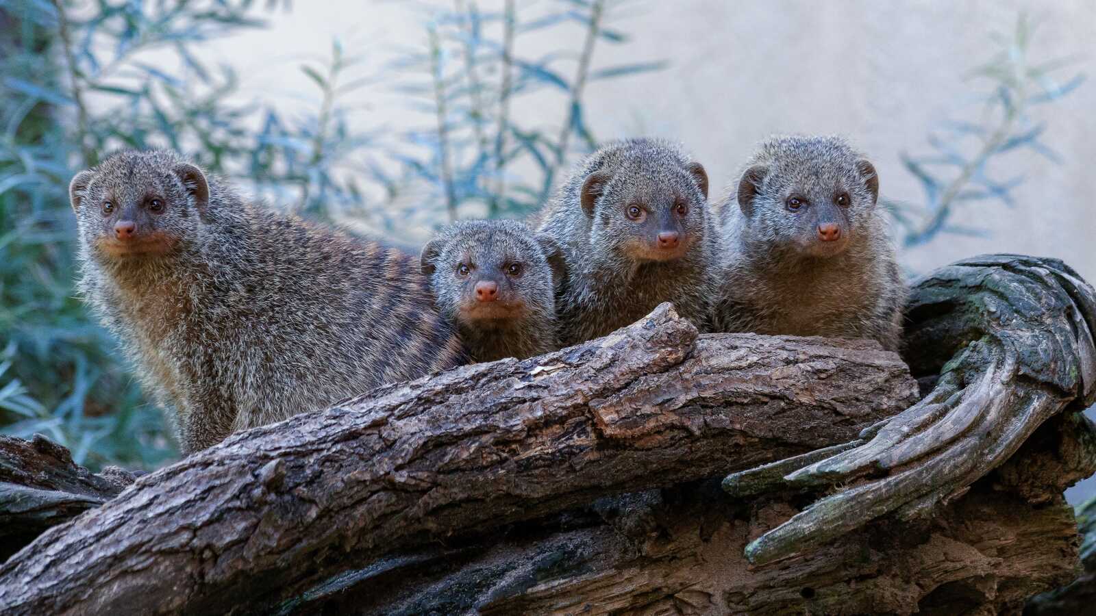 Mongoose Wallpapers (29 images) - WallpaperCat
