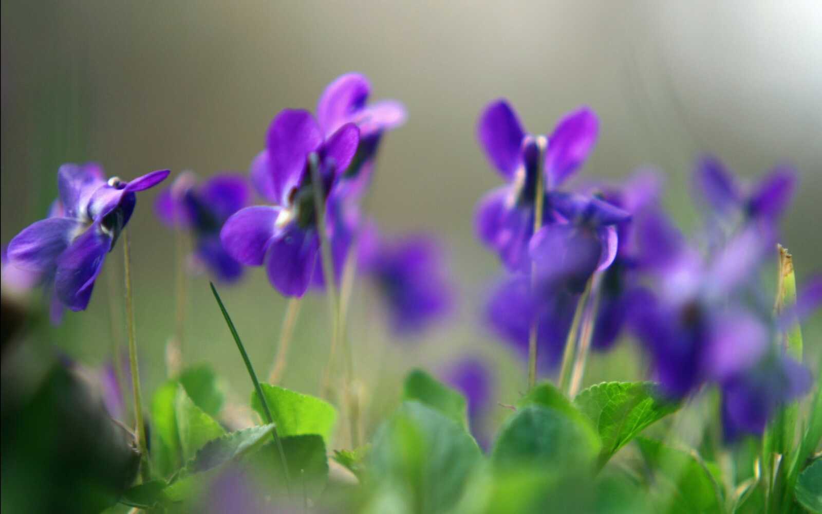 Violets Wallpapers (4 images) - WallpaperCat